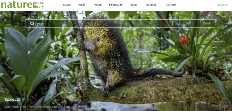 Selling Your Wildlife Imagery: Your Steady Income Guide - FooPlugins